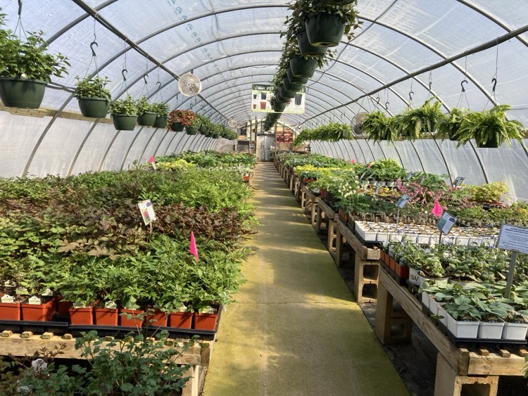 Hanson's Early Bird Perennial Sale Starts Tomorrow!