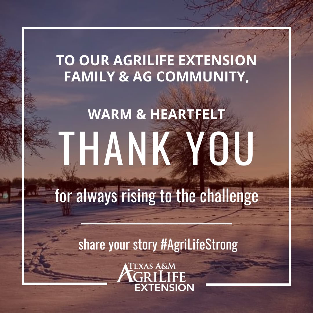 This Week in Texas 4-H