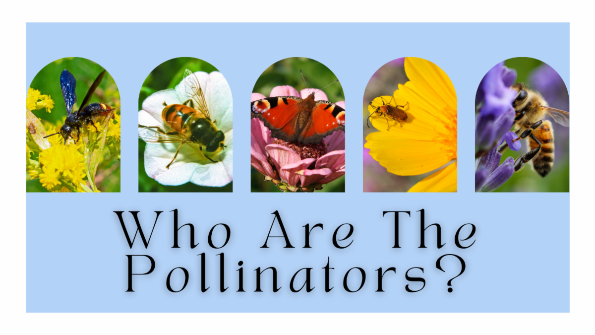 Pollinator Week!