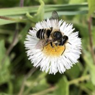 “Come hear Lauren Simpson of St. Julian's Crossing Wildlife Habitat ...