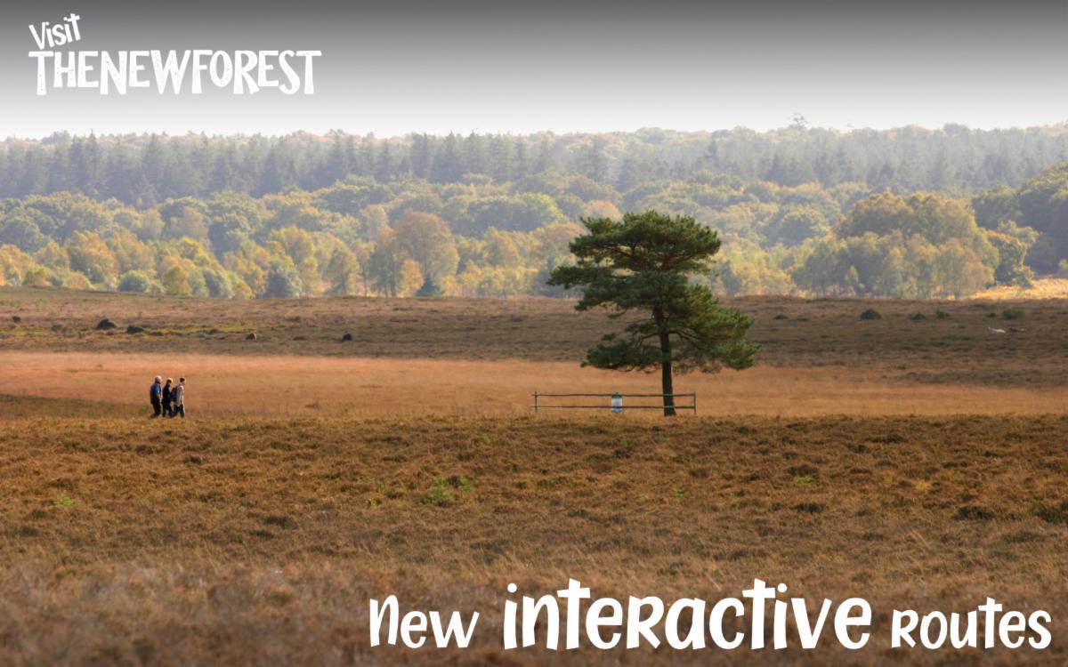 Check out our new interactive walking & cycling routes in the New Forest!
