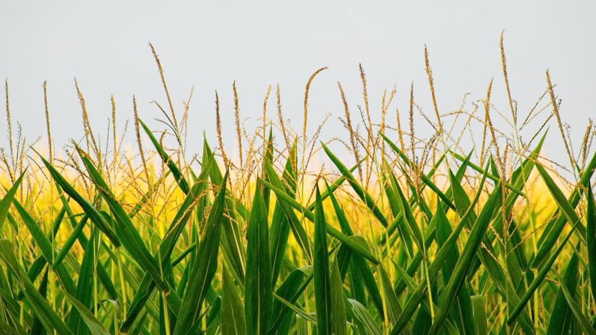 Lidar for Crop Type Mapping, NASA Harvest and USDA Develop Water Use ...