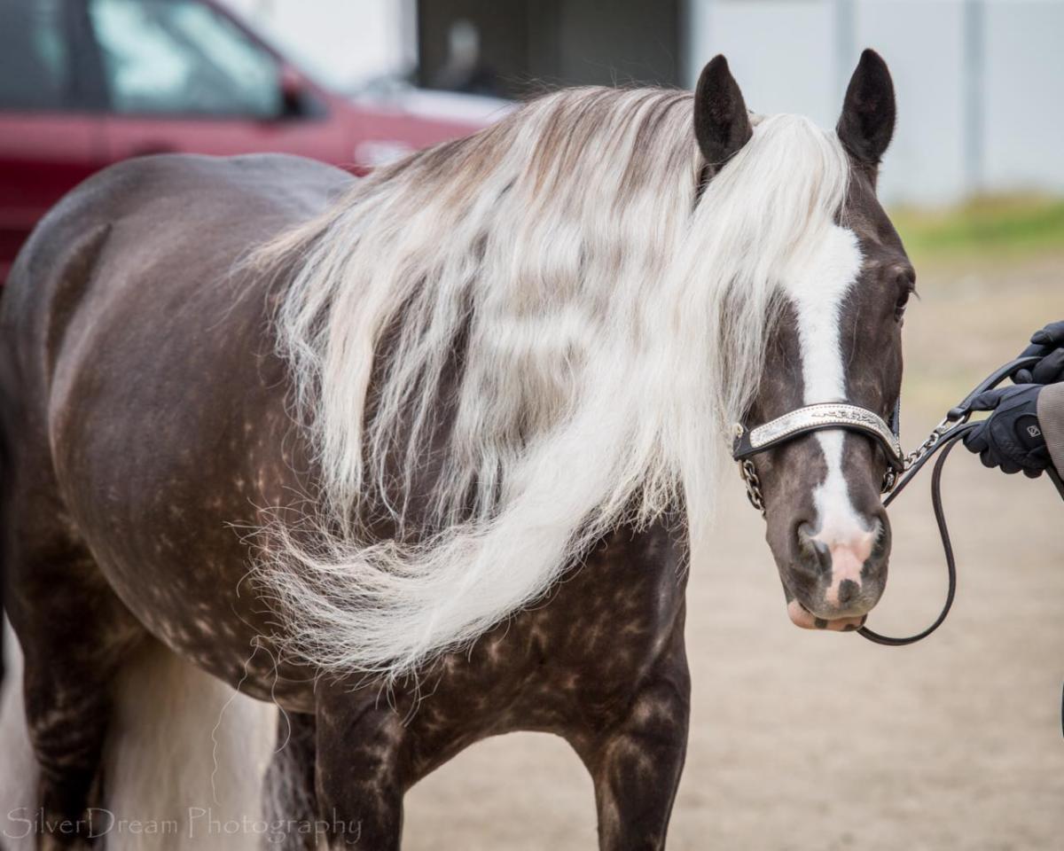 GVHS Member, Let's Go Horse Show