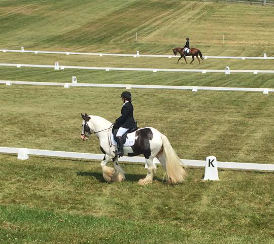 GVHS Member, Protecting the Breed Standard Through Evaluation