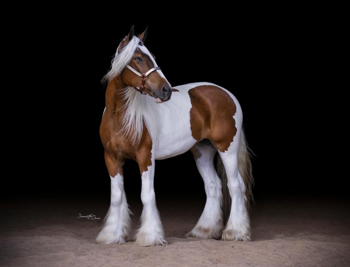 GVHS Member, Let's Go Horse Show