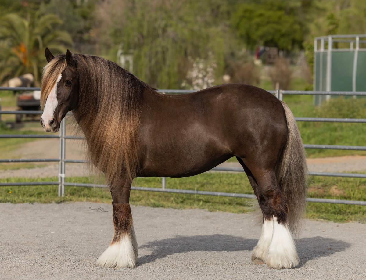 GVHS Member, Let's Go Horse Show