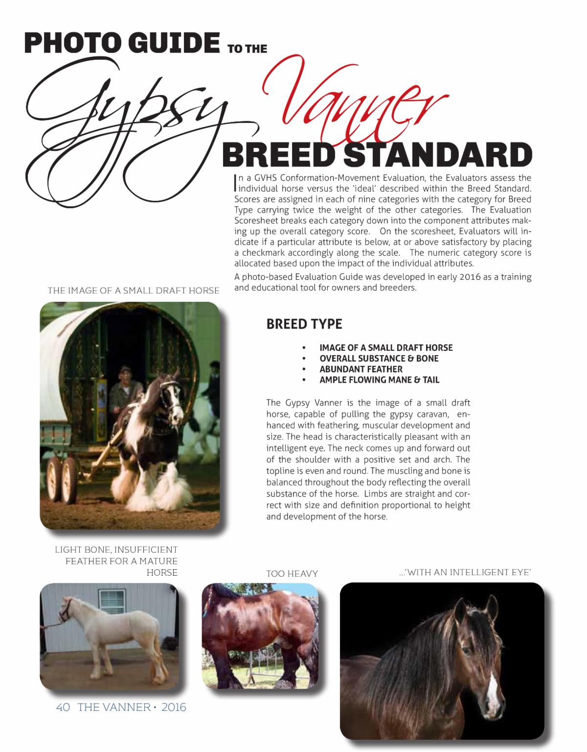 GVHS Member, Let's Go Horse Show