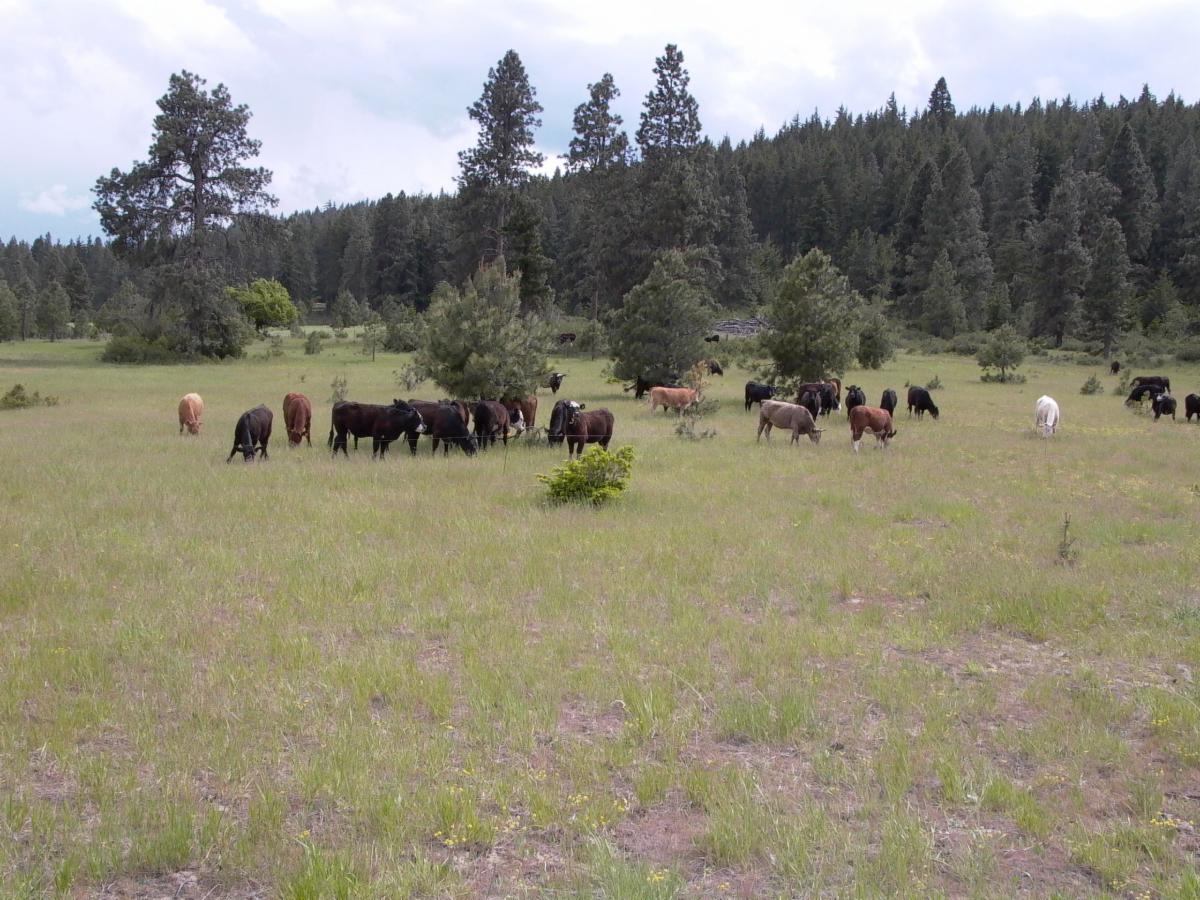 Grazing Conference - May 25-26, 2022 - presented by Roots of Resilience