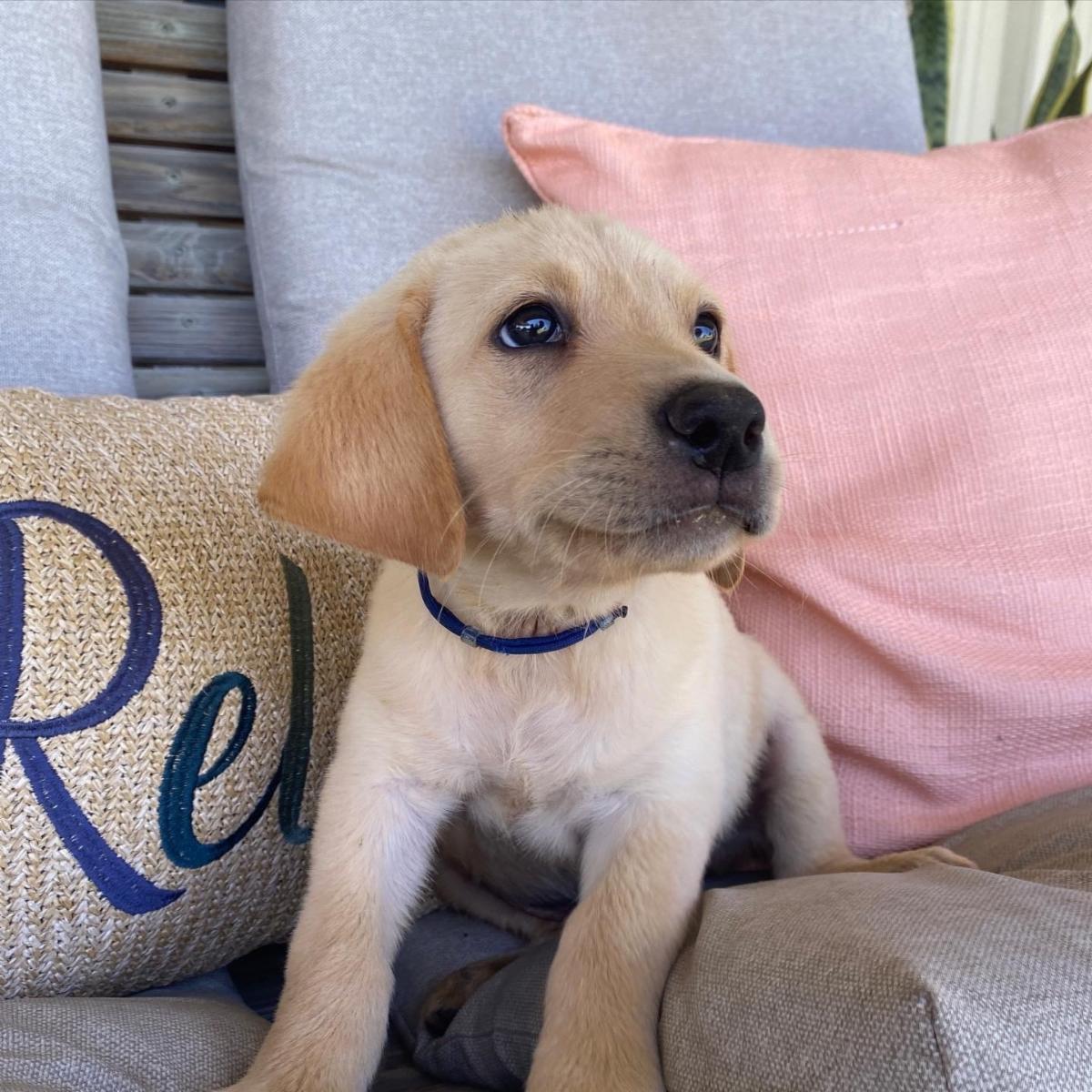 Yellow Pups: Perfect for any HT or Hunting Home