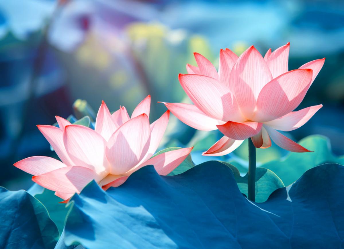 The Help of a True Guru