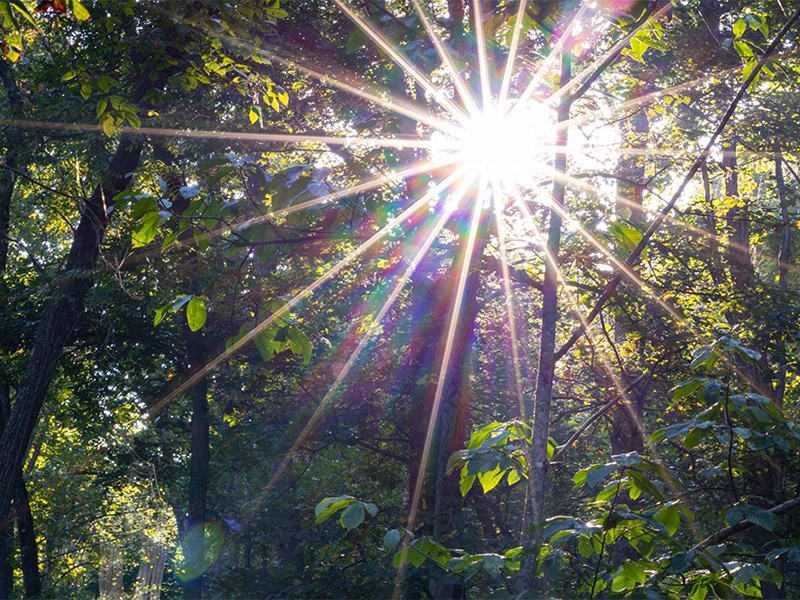 Bhagavan Krishna and the Golden Middle Path of Yoga