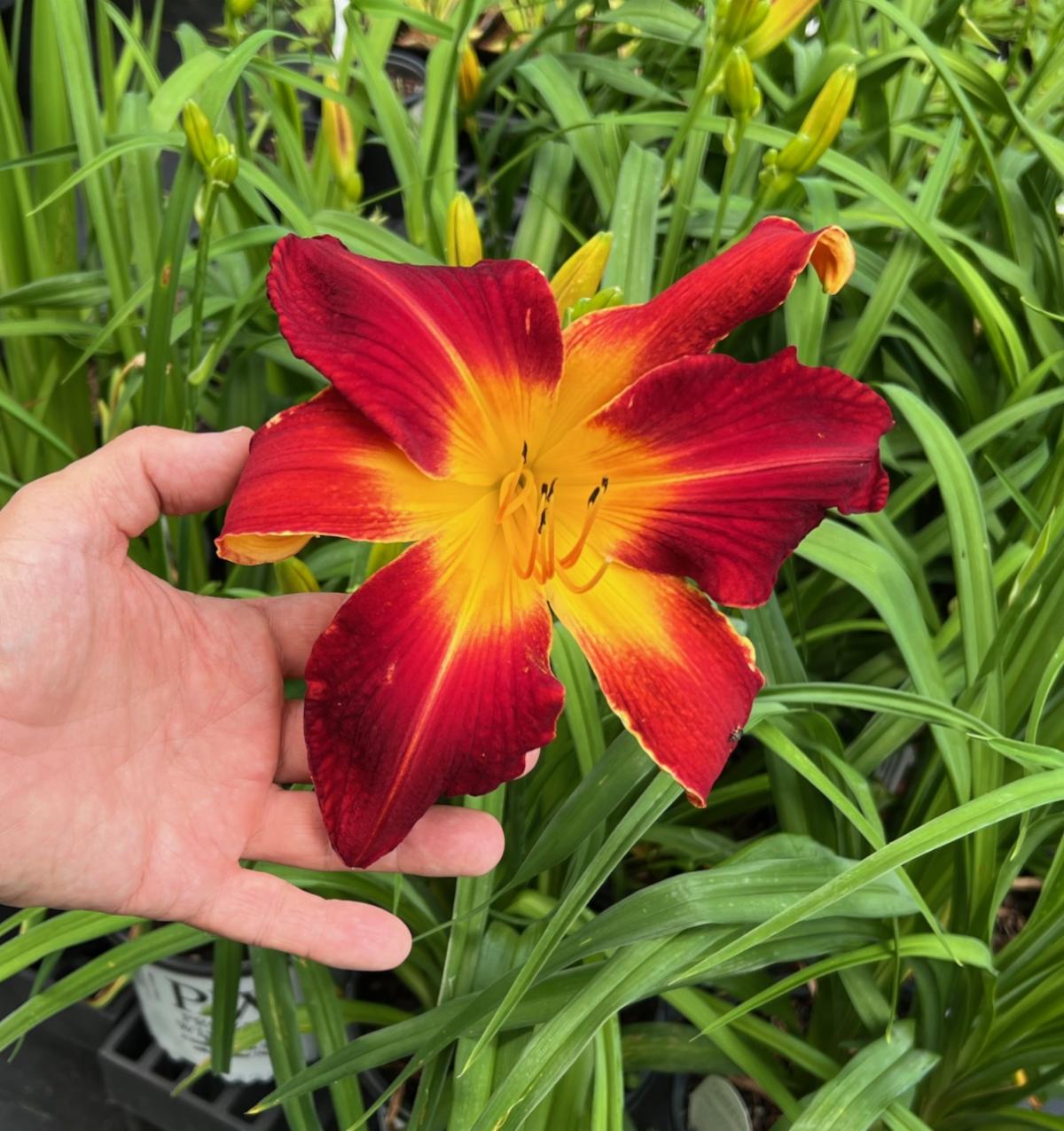 Late July Update and Mason Market!