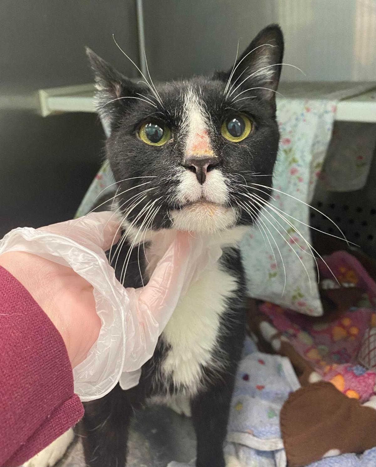 SeniorCatRescue@groups.io | ONLY Has Until Tomorrow 1/14 ...