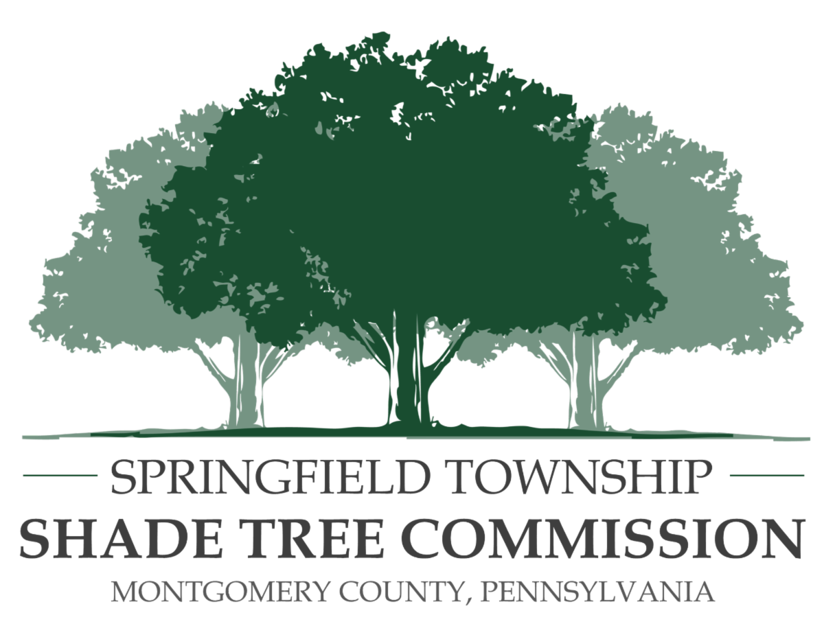 Springfield Ward 3 Newsletter - April 2021