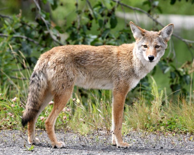 City Beat: San Gabriel launches coyote webpage