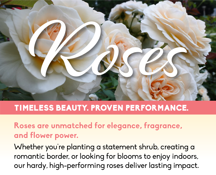 Roses are in-store now!