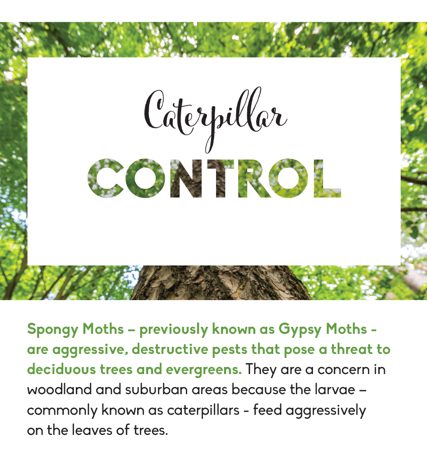 Control for Spongy Moth Caterpillars
