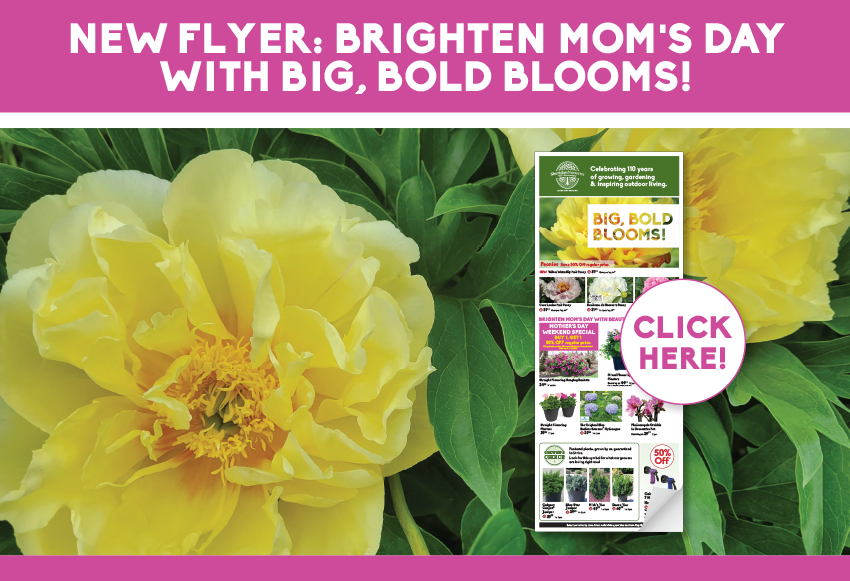 Flyer preview: Big bold blooms are in-store now!