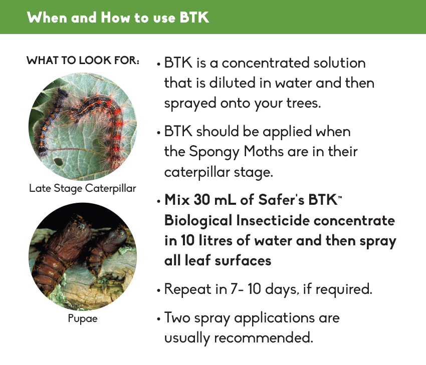 Control for Spongy Moth Caterpillars