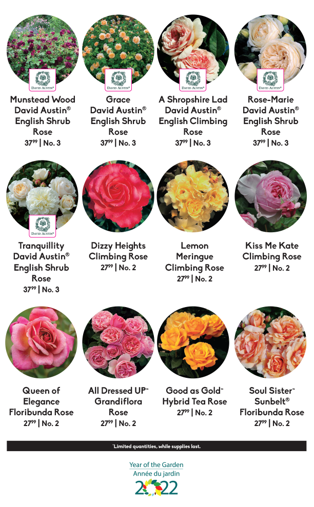 Pre-order your roses for Spring planting!