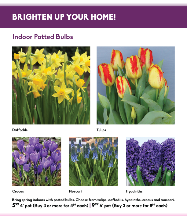 Summer-flowering bulbs, tubers and corms are here!