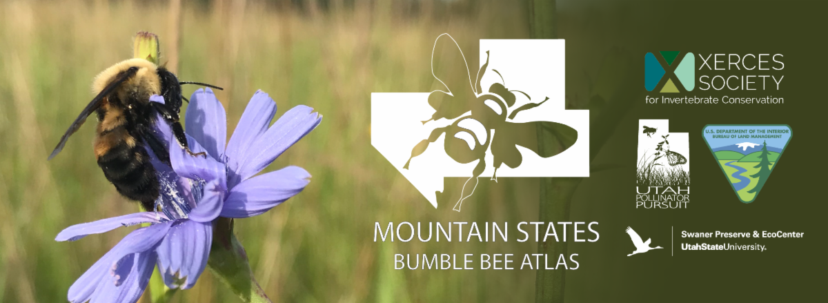 Utah Bumble Bee Atlas Workshop - Jul 13, 2024 - Park City, UT