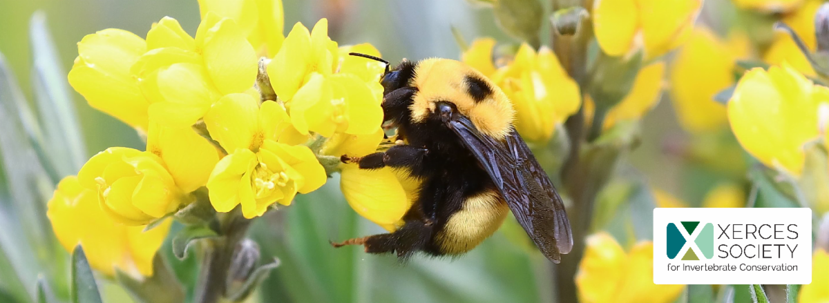 NV Bumble Bee Atlas Bioblitz - June 19 - 21, 2025 - Baker, NV
