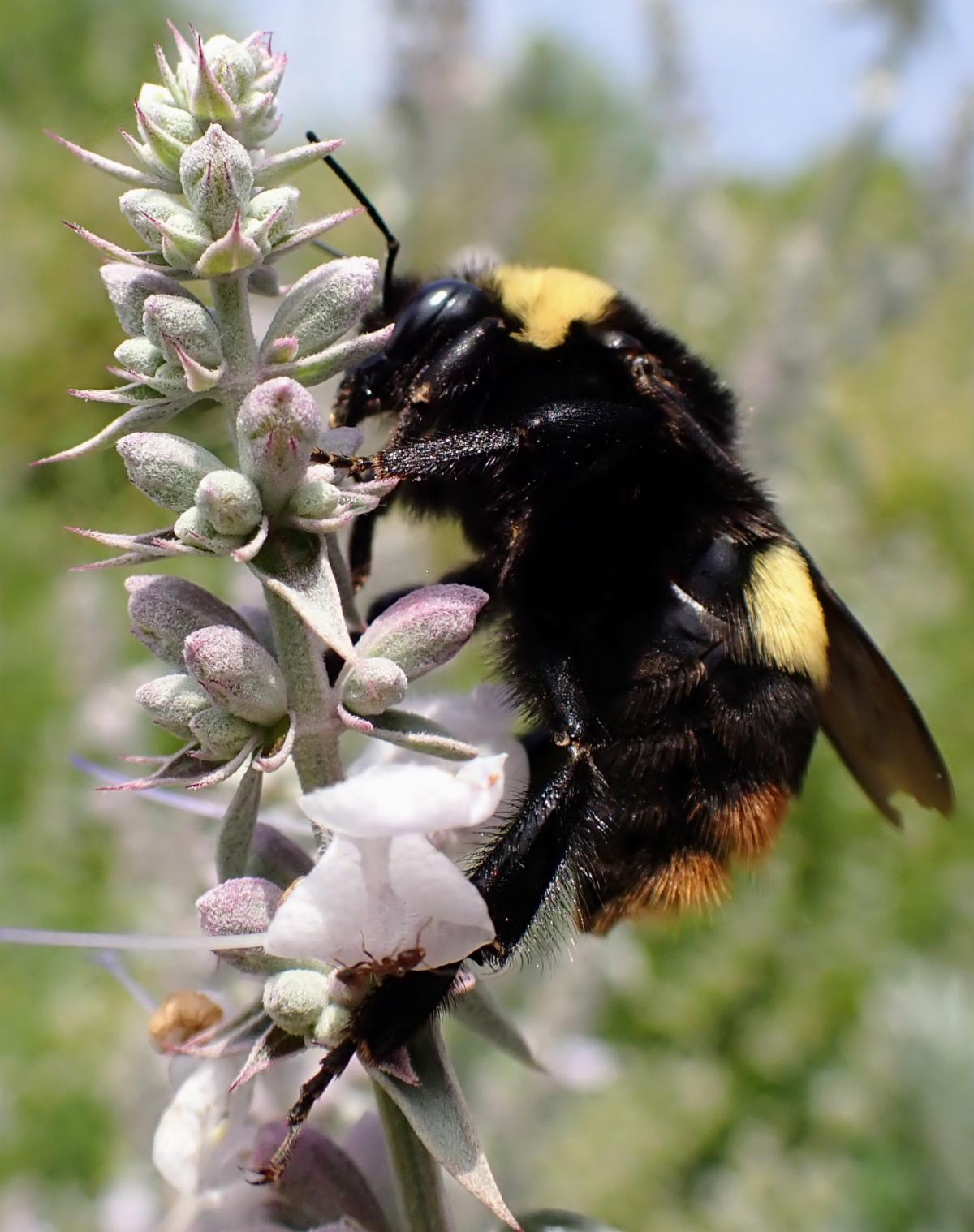 California Bumble Bee Atlas