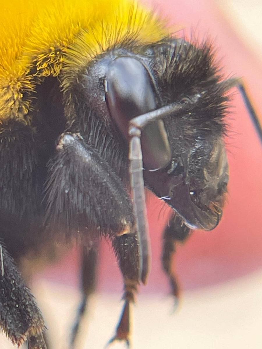 Bumble Bee Atlas Season Three Begins!