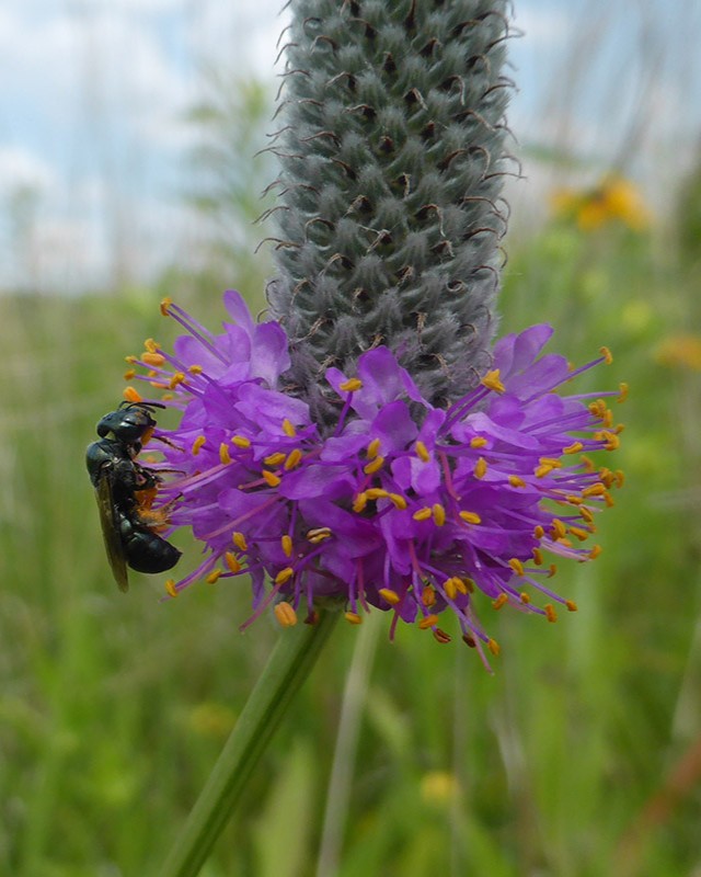 Rangeland Wildflowers for Pollinators – North Carolina Small Farm ...