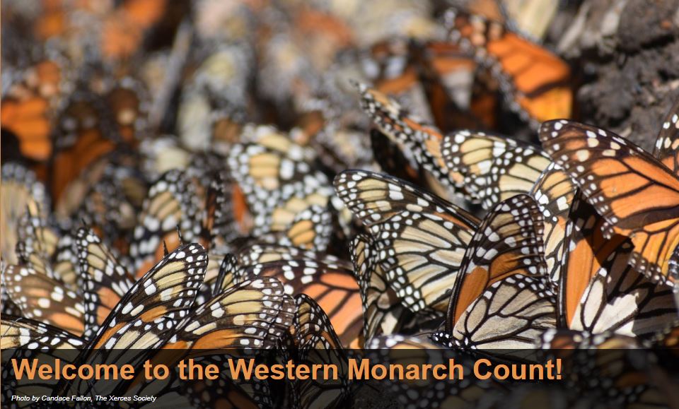 Western Monarch Thanksgiving Count Begins this Saturday, November 14th!