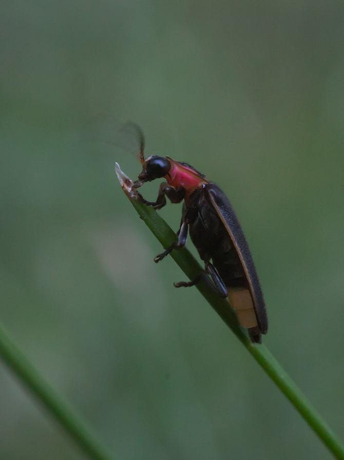 Shining a Light on Firefly Conservation