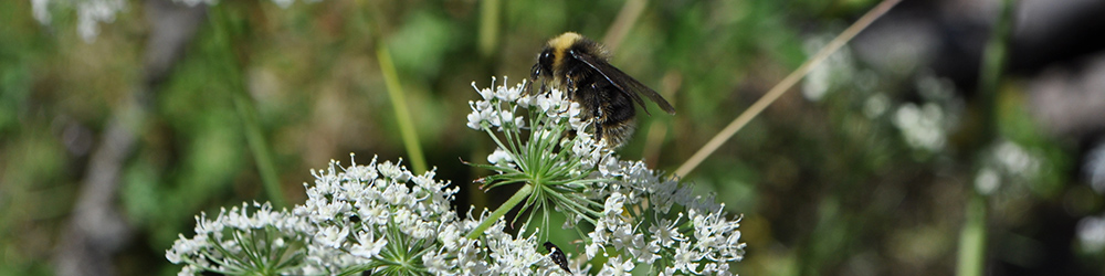 Mountain States Bumble Bee Atlas