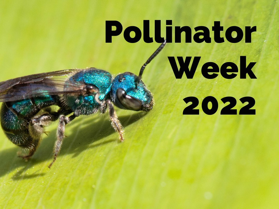 Pollinator Week 2022: Exploring New Frontiers