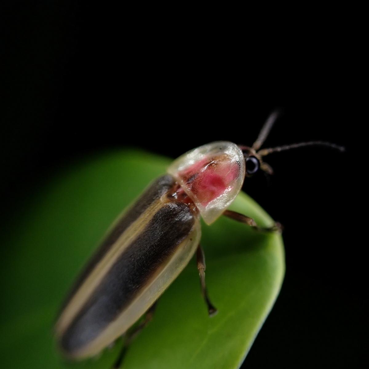 Firefly Atlas Updates- Fall 2025