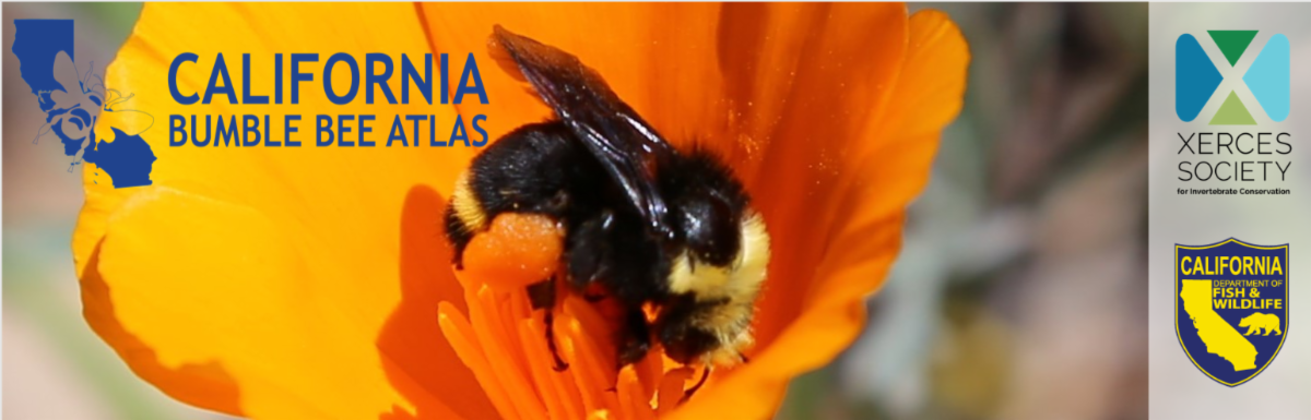 California Bumble Bee Atlas