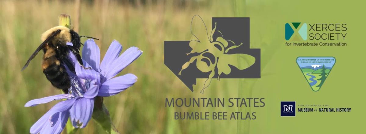 Nevada Bumble Bee Atlas Workshop - Jul 27, 2024 - Reno, NV
