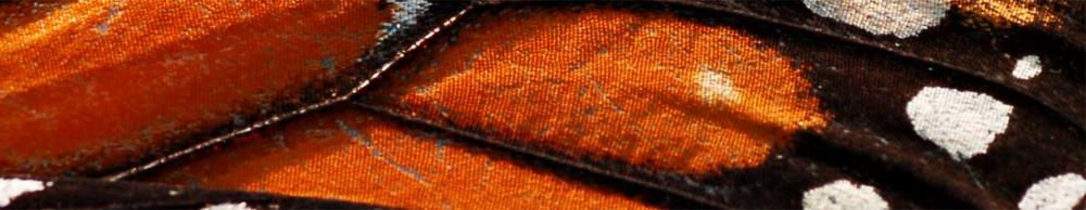 Western Monarch Count