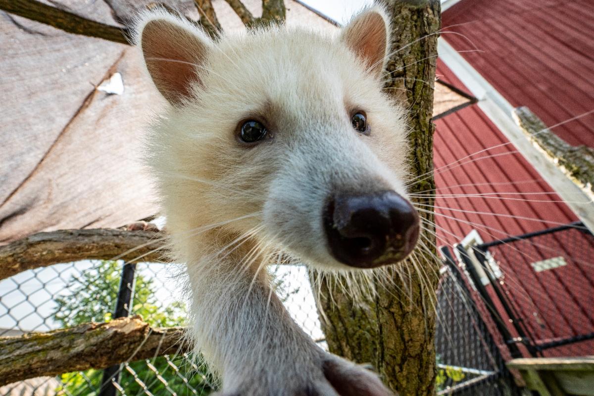 Debunking Animal Myths! 😲