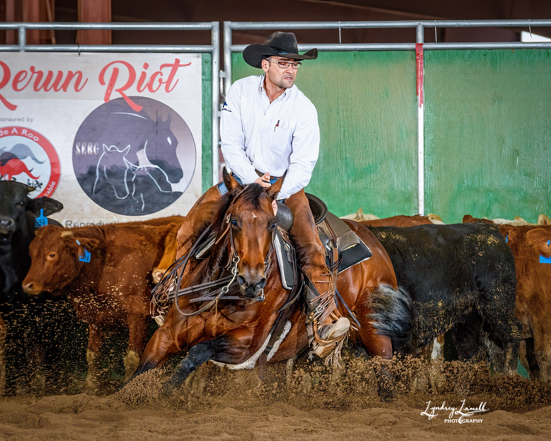 Roping-Cow Horse-Cutting • 6666 Ranch Stallion Performers Making an Impact!