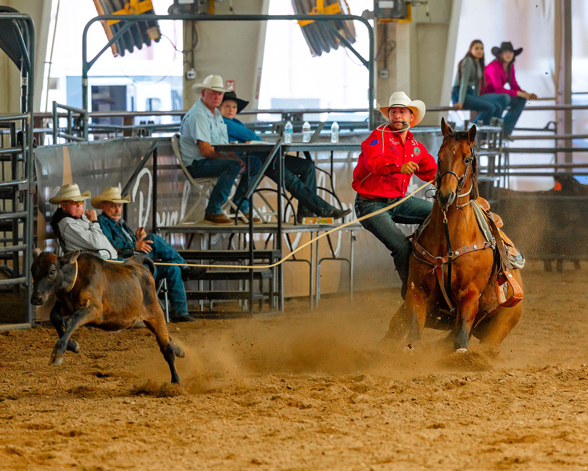 6666 Ranch Stallion Performers Make their Mark!
