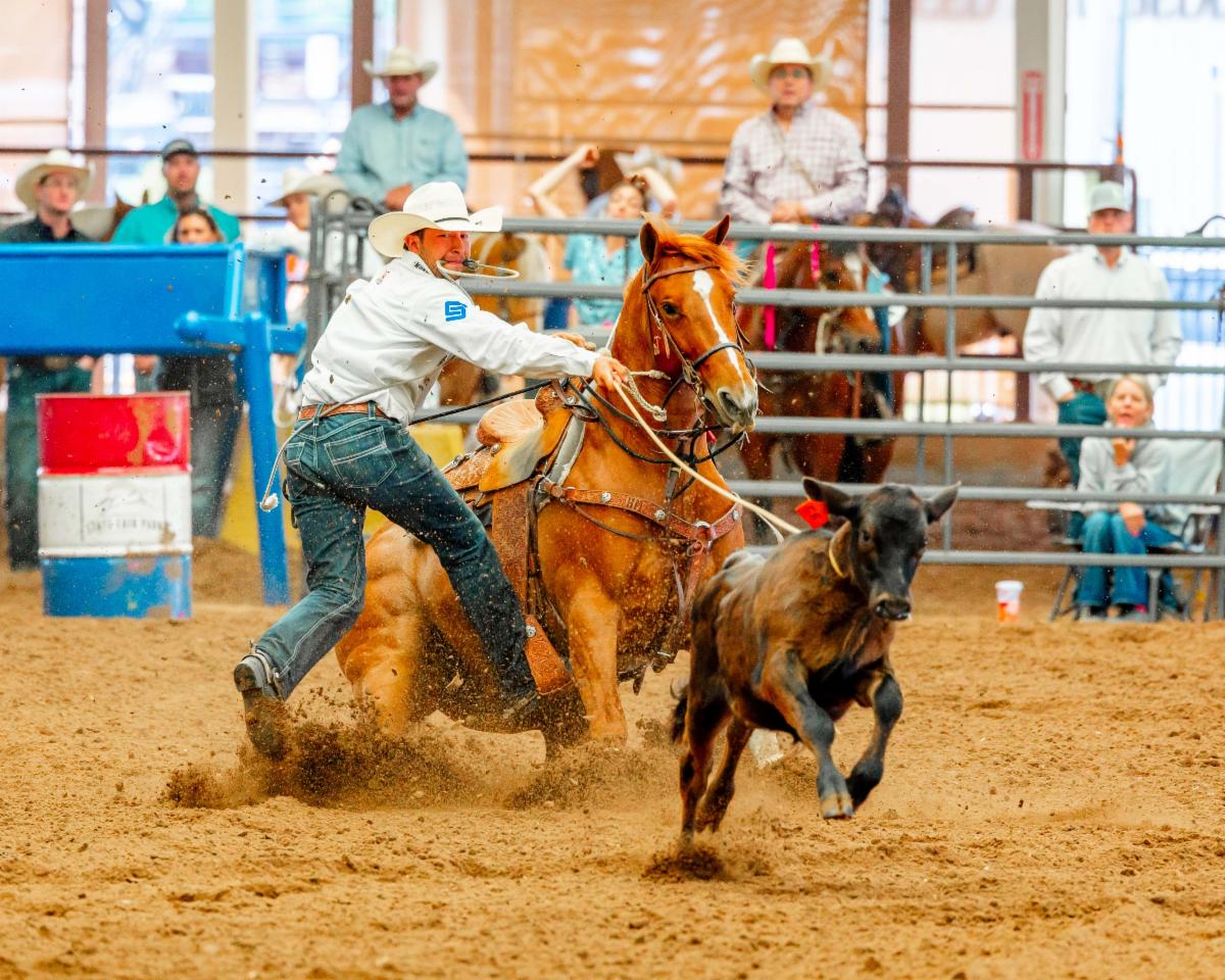 6666 Ranch Stallion Performers Make their Mark!