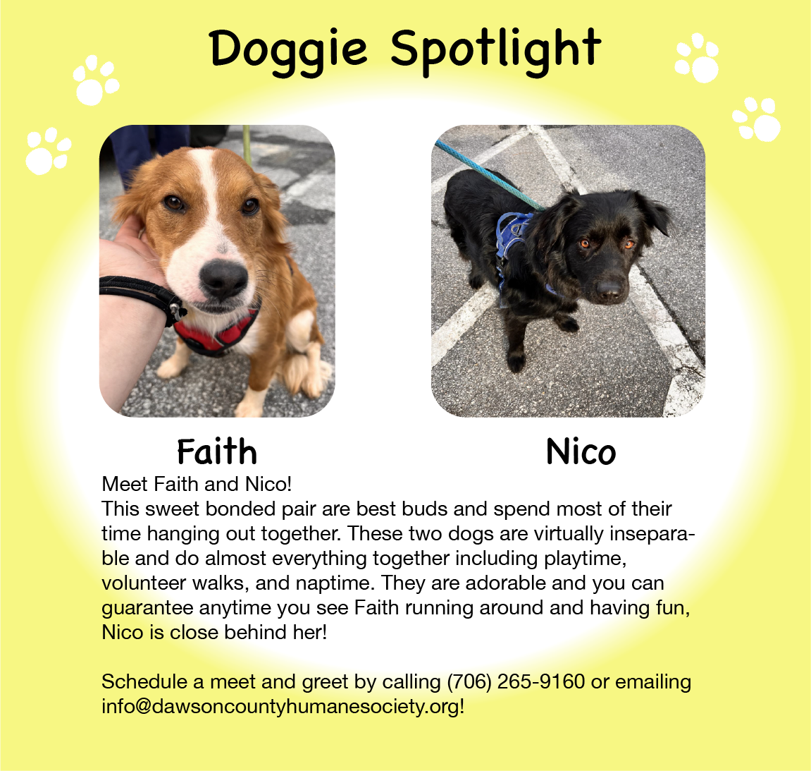 Paw Prints: Dawson County Humane Society Newsletter - Week of February ...