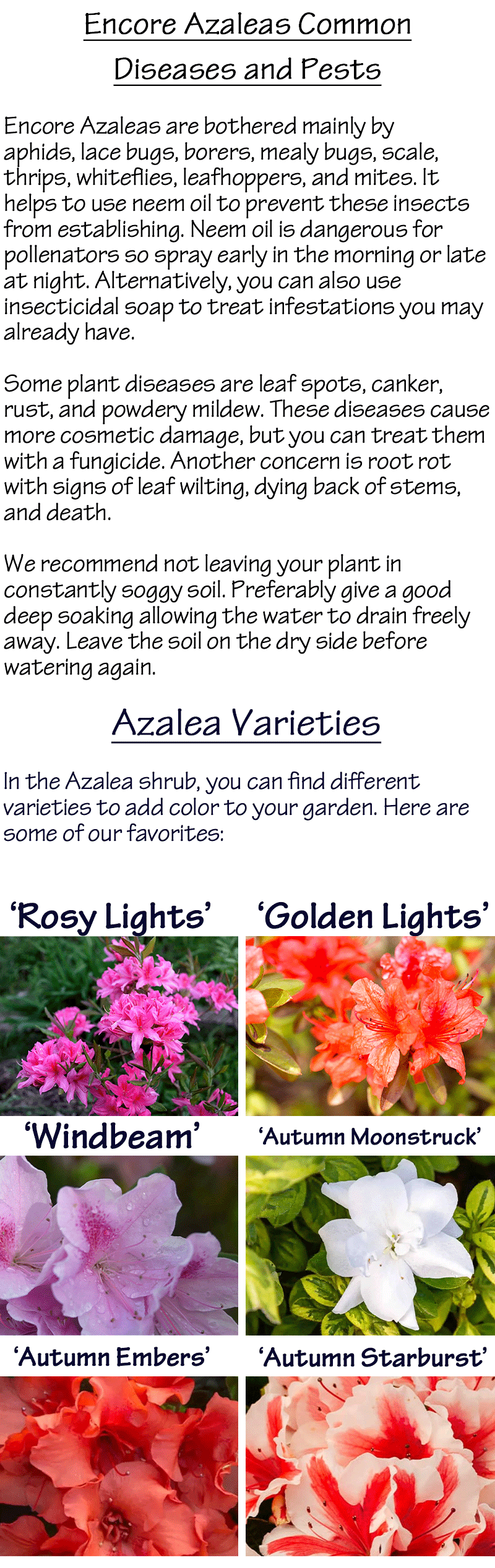 Everything You Need to Know About Encore Azaleas!