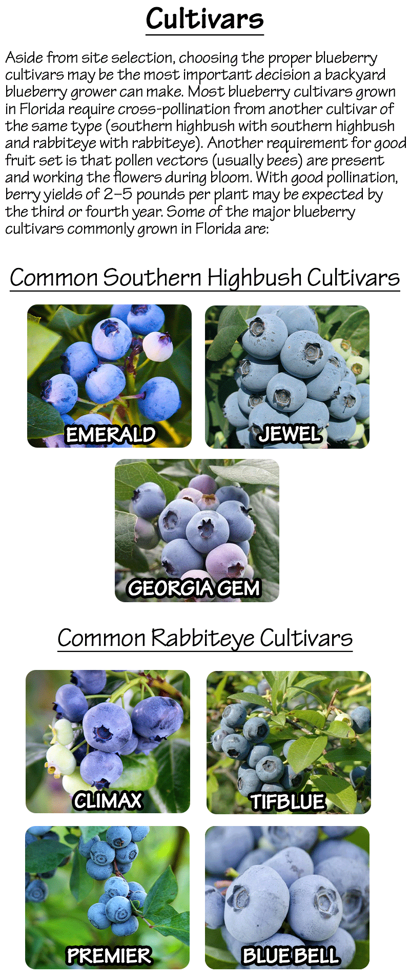 A Gardener's Guide to Blueberries!