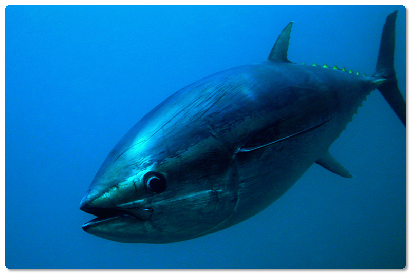 Support Bluefin Science