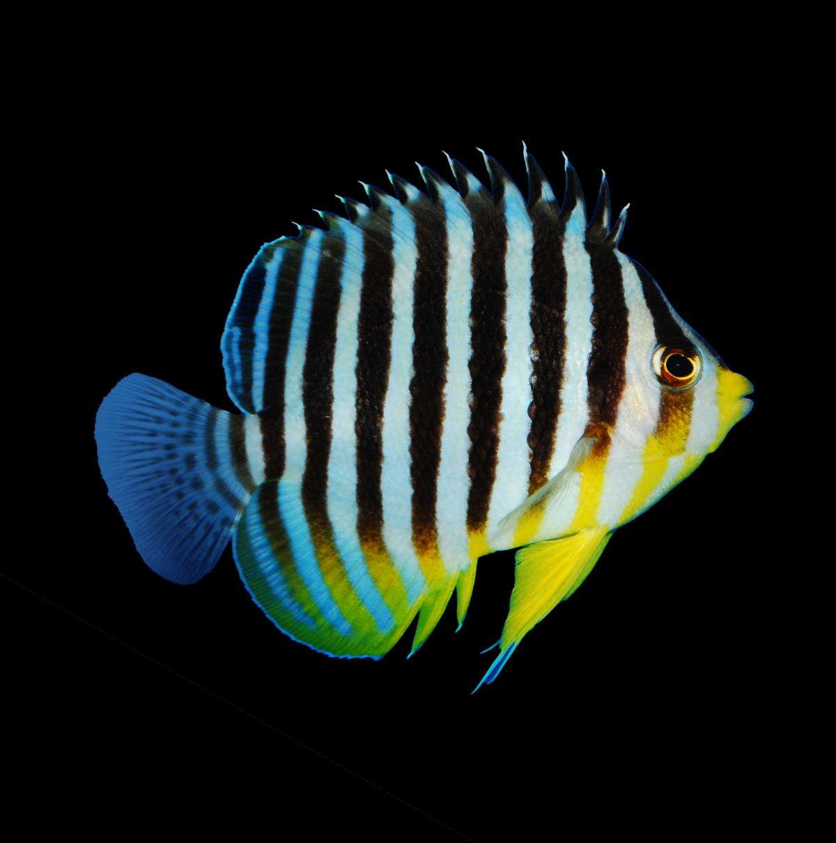 What's New at Biota? Cultured fish, corals, inverts!