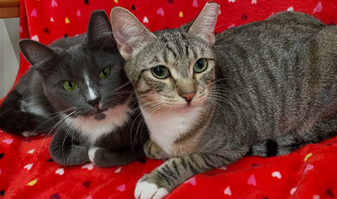 Your week at a glance!