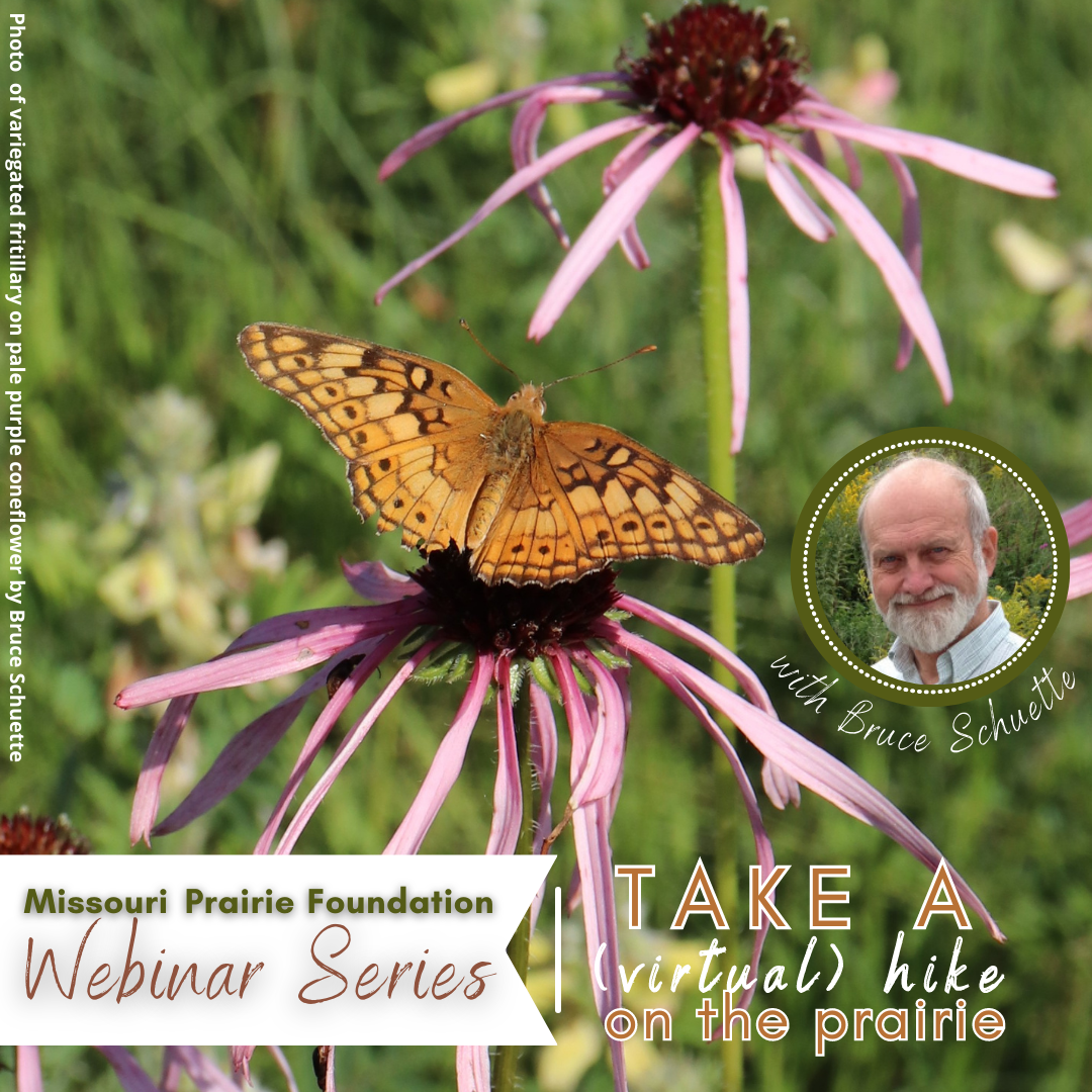 Starting Seeing Natives + May 10: MPF Webinar: Invasive Plant ID ...
