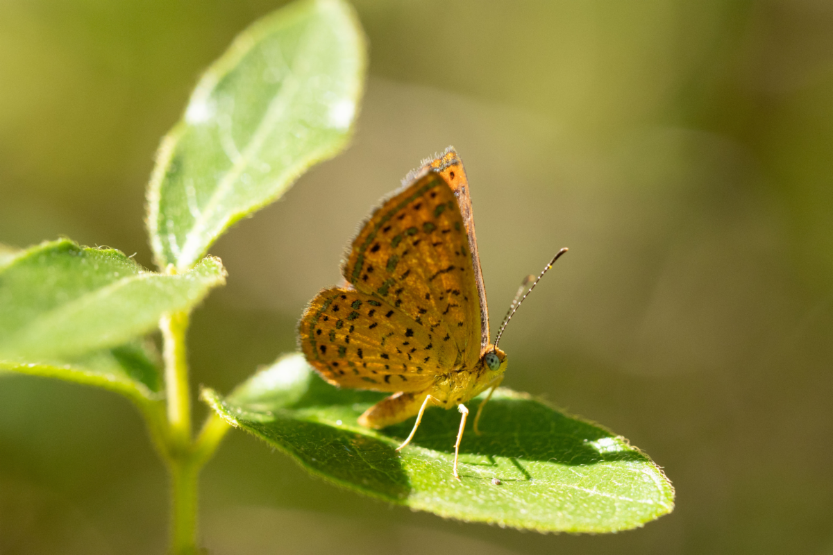 June 5: Documenting Pollinators with Photography, Seed Collection ...